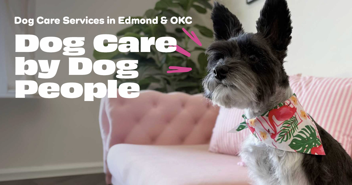 Dog Daycare, Boarding, Training, Grooming in Edmond and NW OKC